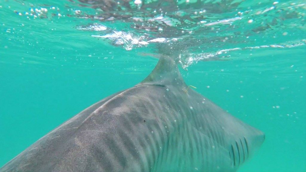 The Great Migration: Blacktip Sharks – oceanbites
