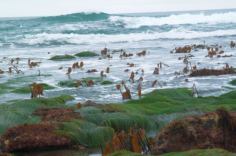 Aliens in the kelp forests – community ecology and Miso soup – oceanbites