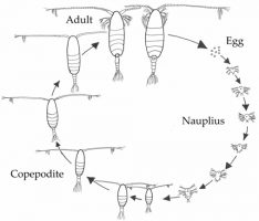 Wandering copepods can’t find their way home in acidic oceans – oceanbites