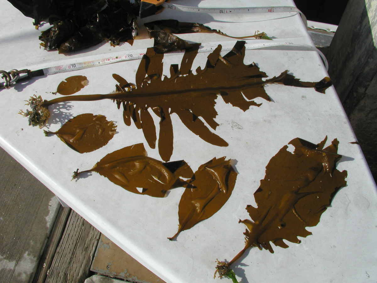 Aliens in the kelp forests – community ecology and Miso soup – oceanbites