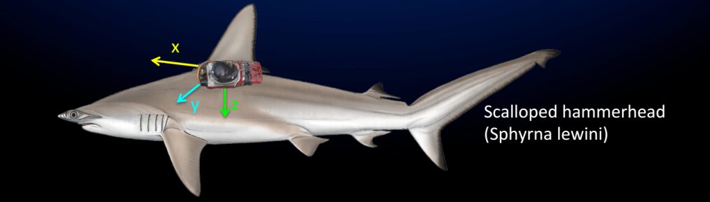 A Day in the Life of a Shark Intern – oceanbites