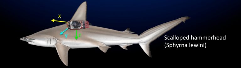 A Day in the Life of a Shark Intern – oceanbites