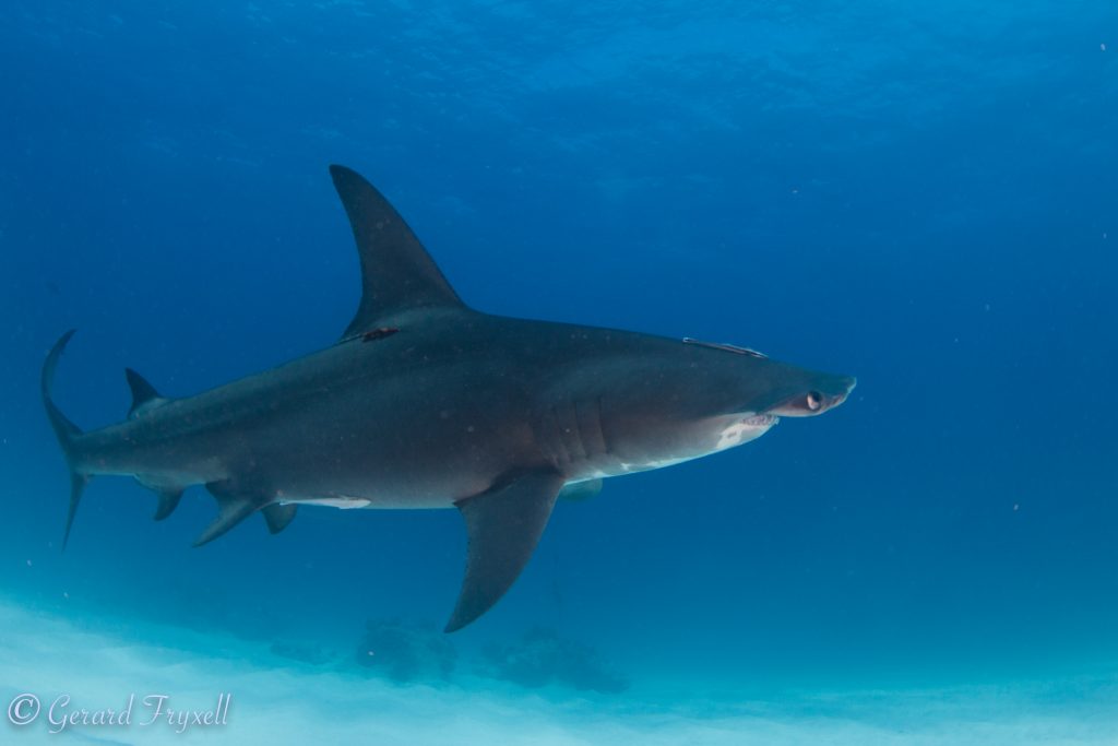 The Great Migration: Blacktip Sharks – oceanbites