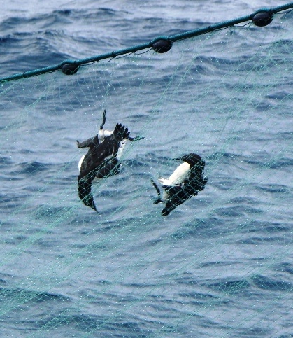 More than just a game of tag: learning about seabird habitat use ...