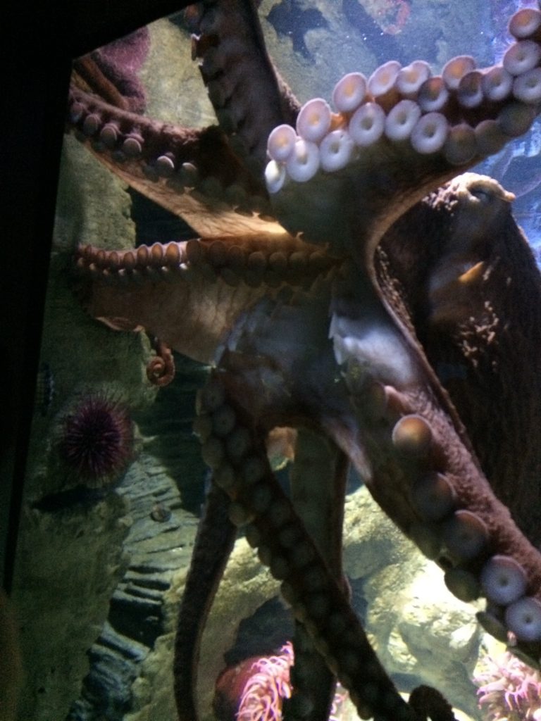 the Soul of an Octopus by Sy Montgomery – oceanbites