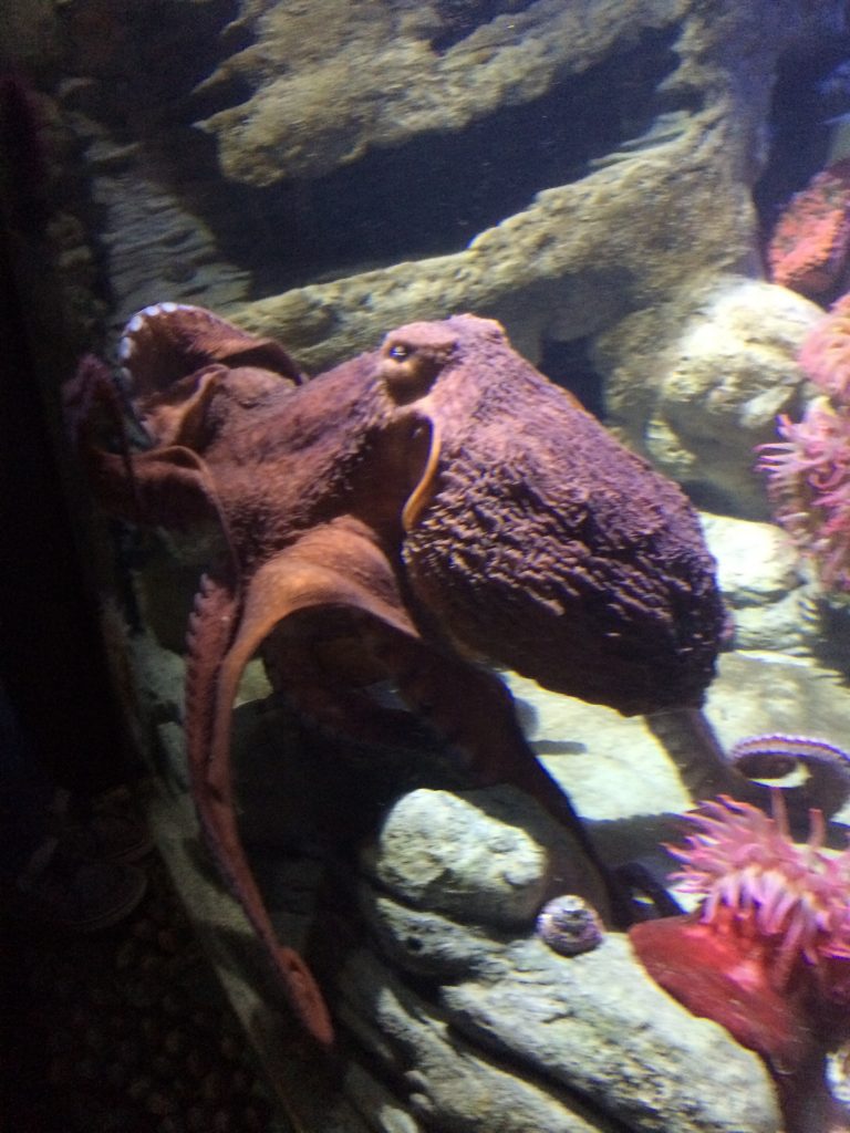 the Soul of an Octopus by Sy Montgomery – oceanbites