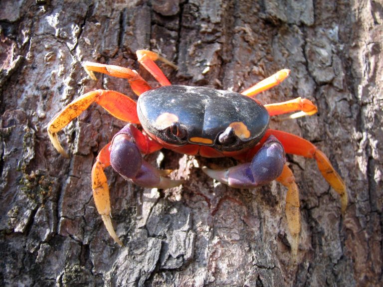 Marine Halloween: Crabs Dress Up To Trick-or-Treat – oceanbites