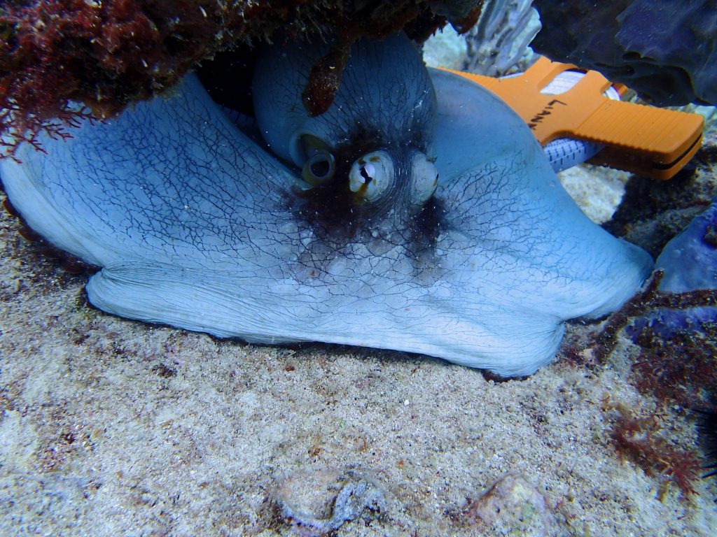 My Gratitude for Science is as Deep and Wide as the Oceans – oceanbites