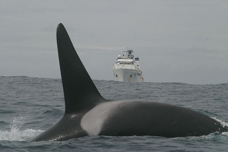 Facts not enough to stop whale watching vessels from disturbing killer ...