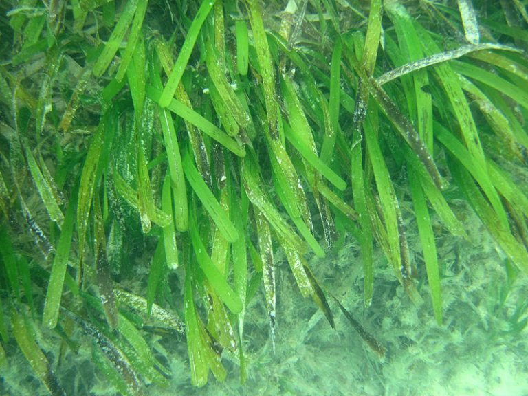 Thalassia_testudinum_(turtle_grass)_(South_Pigeon_Creek_estuary,_San ...