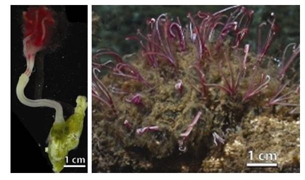 The backbone of an ecosystem: bone-eating zombie worms control ...
