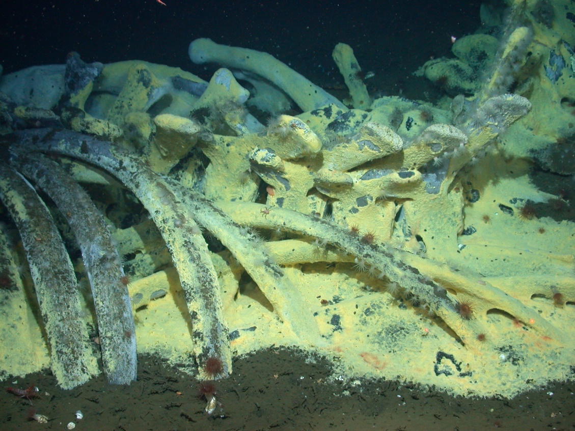 The backbone of an ecosystem: bone-eating zombie worms control ...