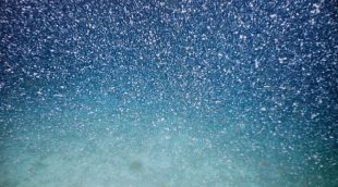 Snowmageddon: A lighthearted start to Marine Snow theme week – oceanbites