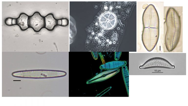 Marine diatoms eat climate change’s dust – oceanbites