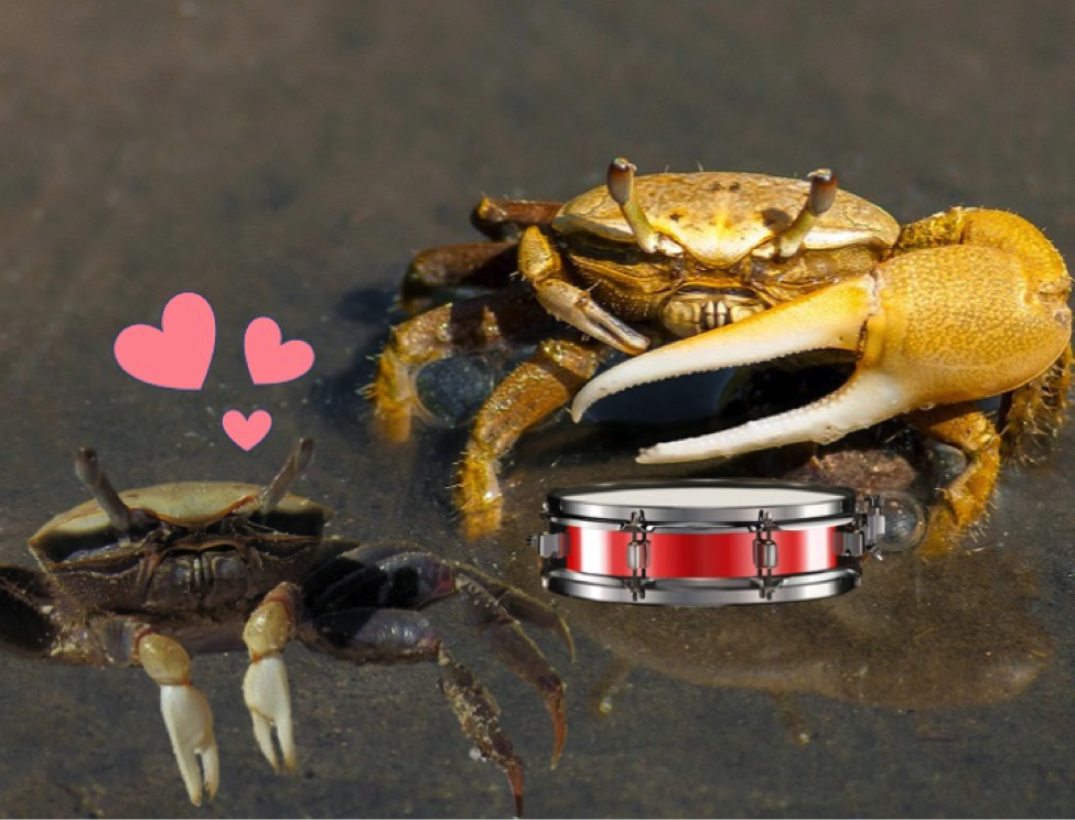 3 Courtship Tips From the Ocean: Valentine’s Day Edition – oceanbites