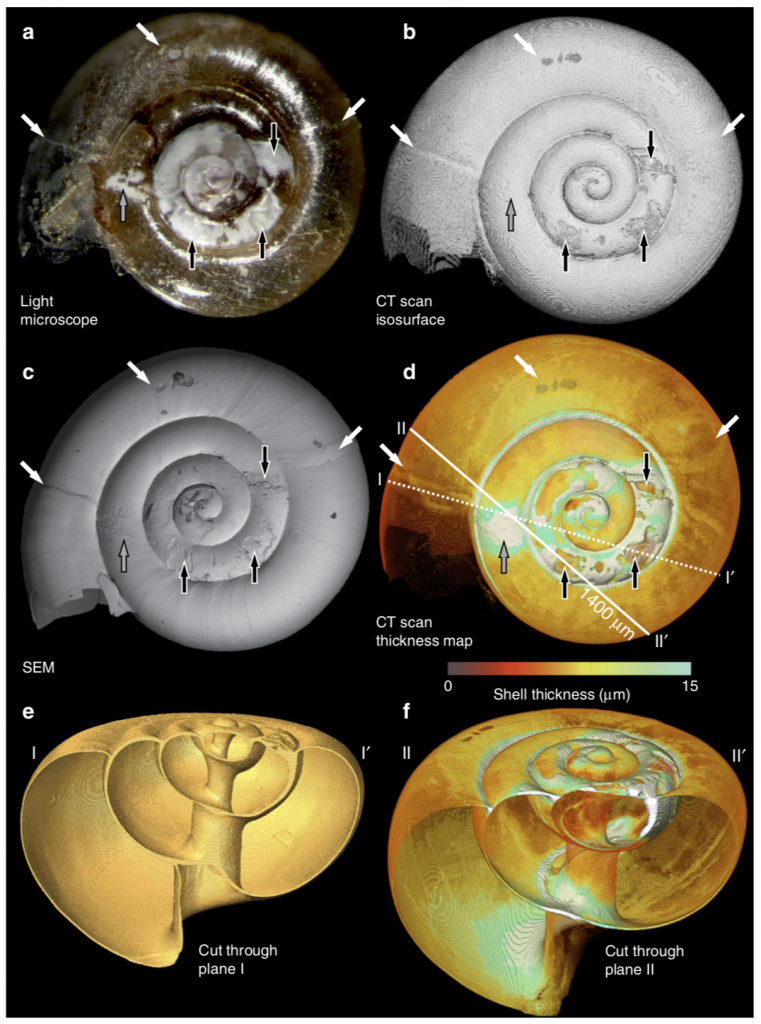 Pteropods are Ptough: How one of the ocean’s most fragile creatures may ...