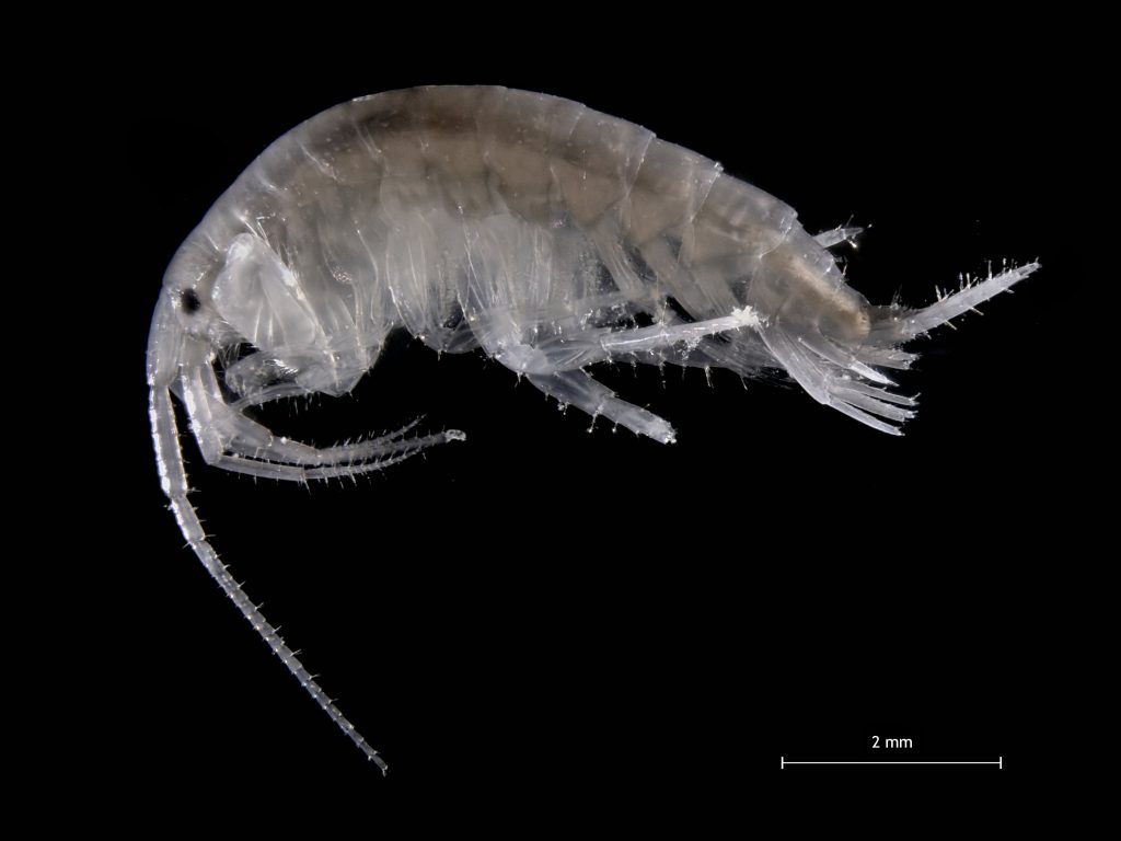 Tracking predators in seagrass beds – oceanbites