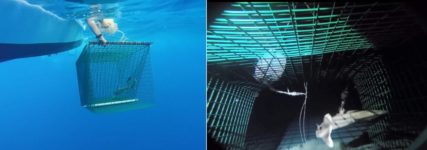 Danger in the deep: uncovering the vertical movement patterns of ...