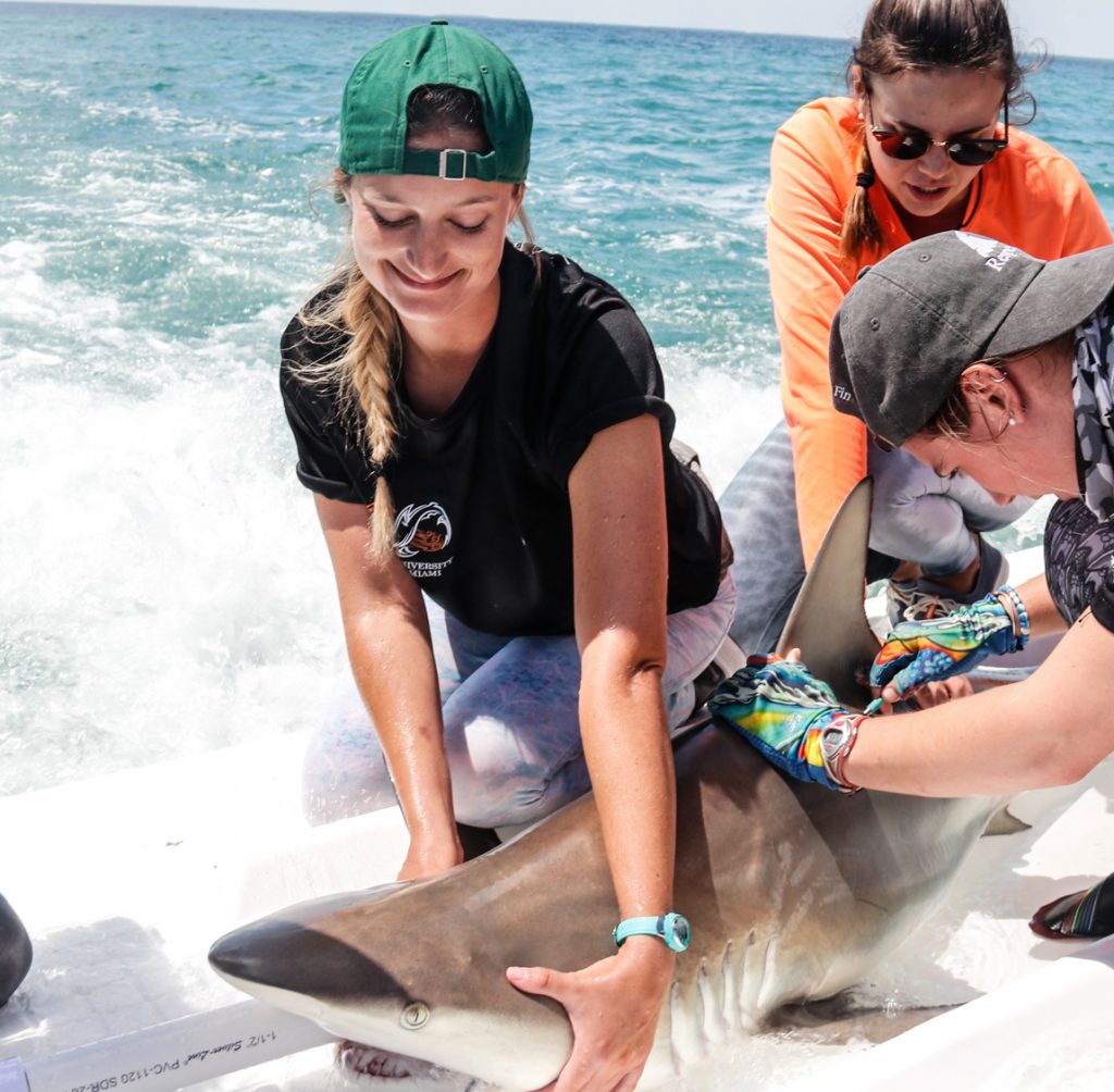 The Great Migration: Blacktip Sharks – oceanbites