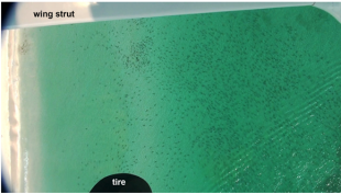 The Great Migration: Blacktip Sharks – oceanbites