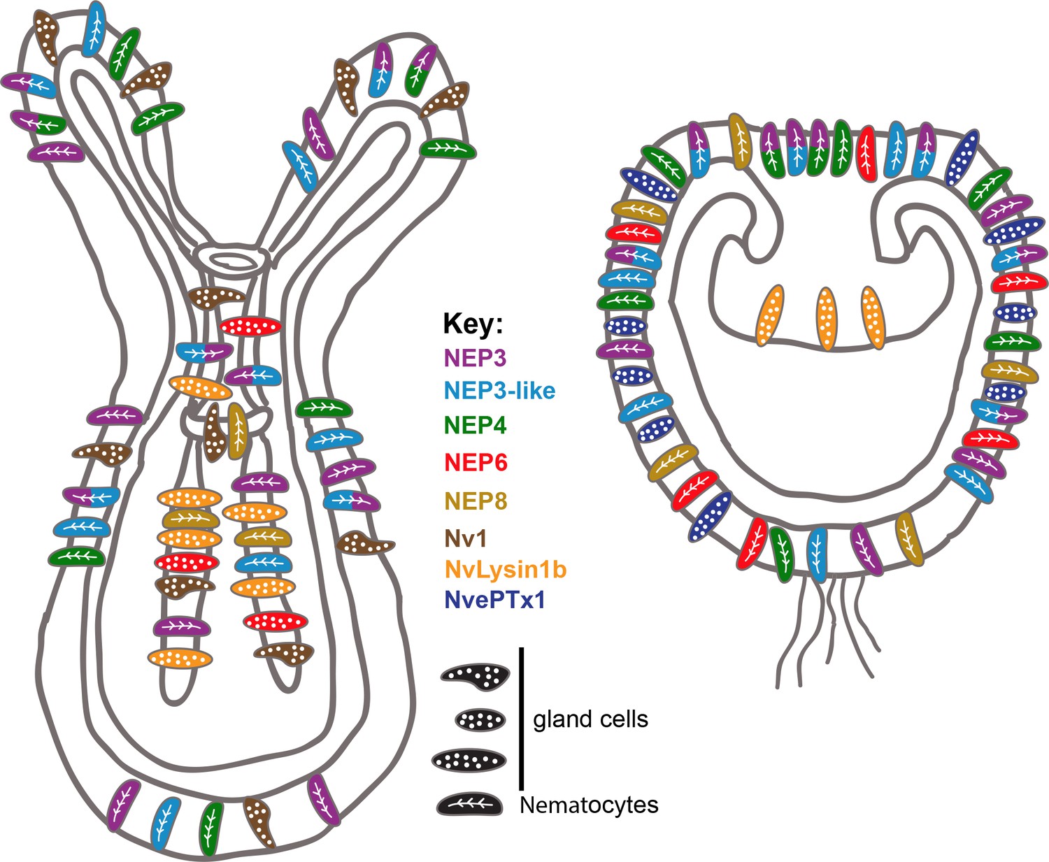 Venomous sea anemones “pick their poison” depending on their life stage ...