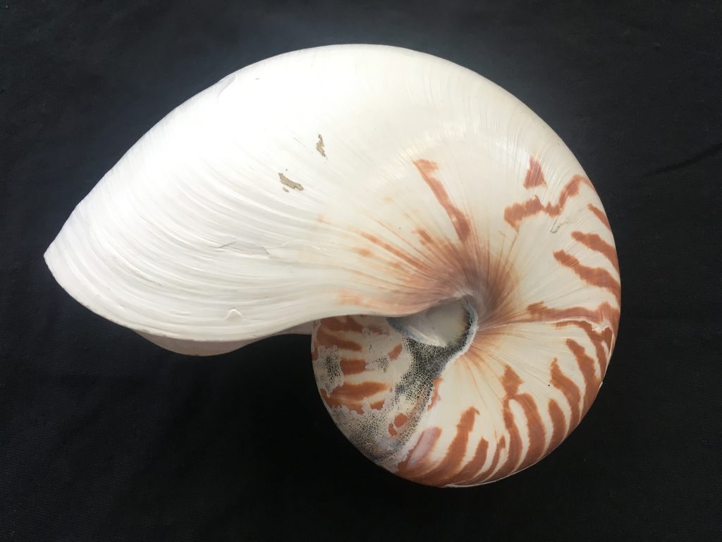 The Efficiency of Nautili – oceanbites