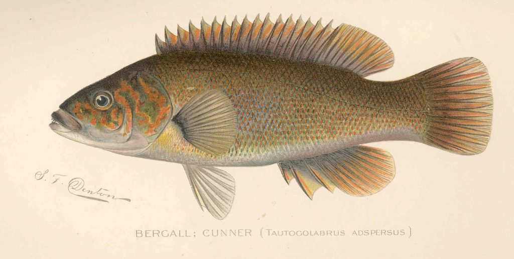 Bite or Flight: How Seaweed Can Shape Feeding Behavior in Fish – oceanbites