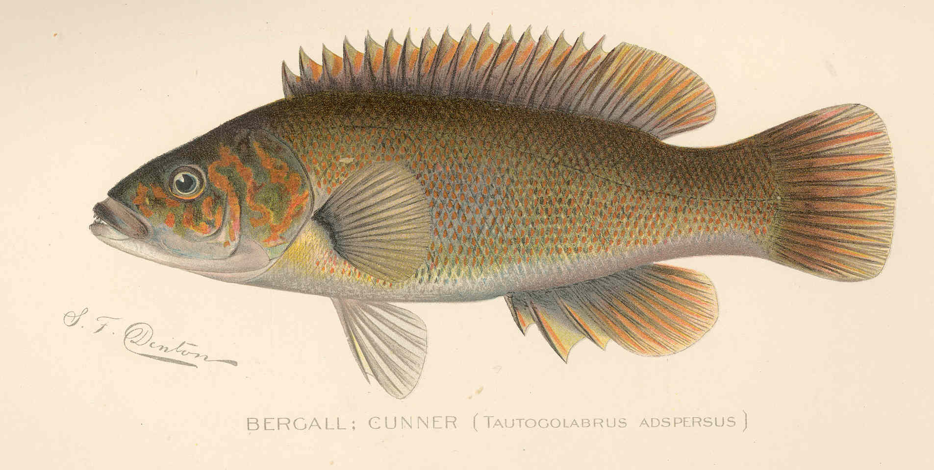 Bite or Flight: How Seaweed Can Shape Feeding Behavior in Fish – oceanbites