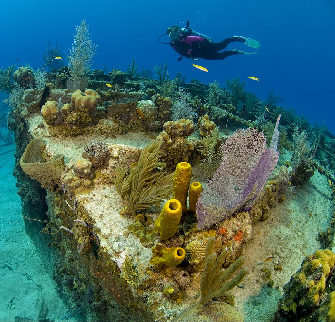 We need reefs. Can we make some? – oceanbites