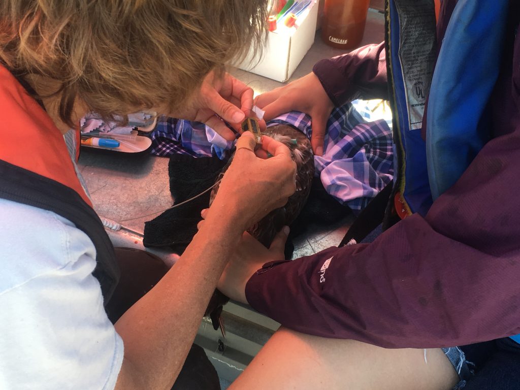 Seabird tagging 101 – oceanbites