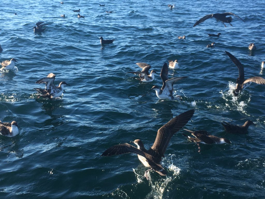 Seabird Tagging 101 Oceanbites