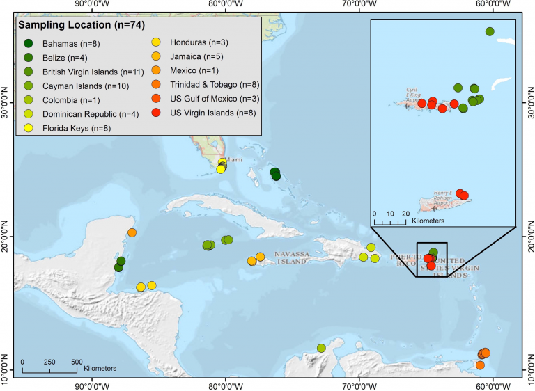 Tackling Invasive Lionfish with our Stomachs. – oceanbites