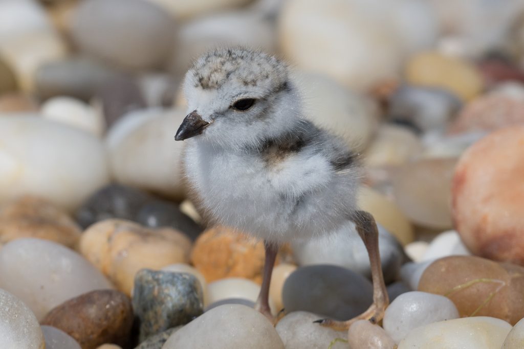 Good Neighbors: Why we need to be careful with Piping Plovers, even ...