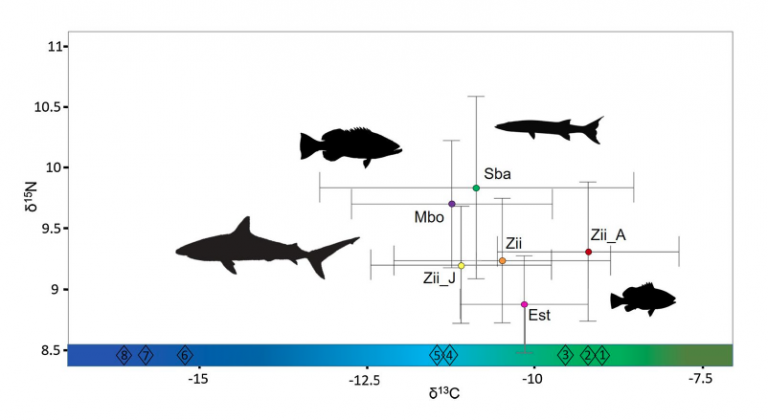 Stuck in the middle with you: The trophic ecology of Caribbean reef ...