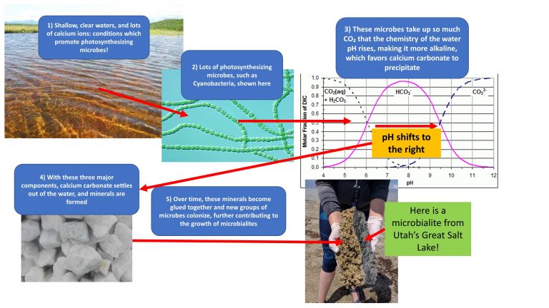 Microbialites are the unseen power house for marine and inland sea ...