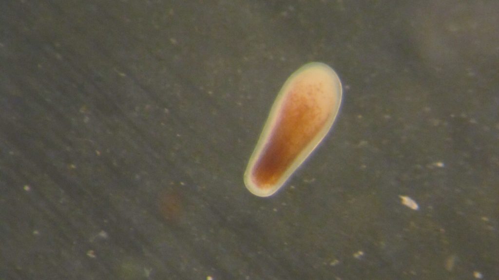 Lost in the sound: coral planulae habitat selection affected by boat ...