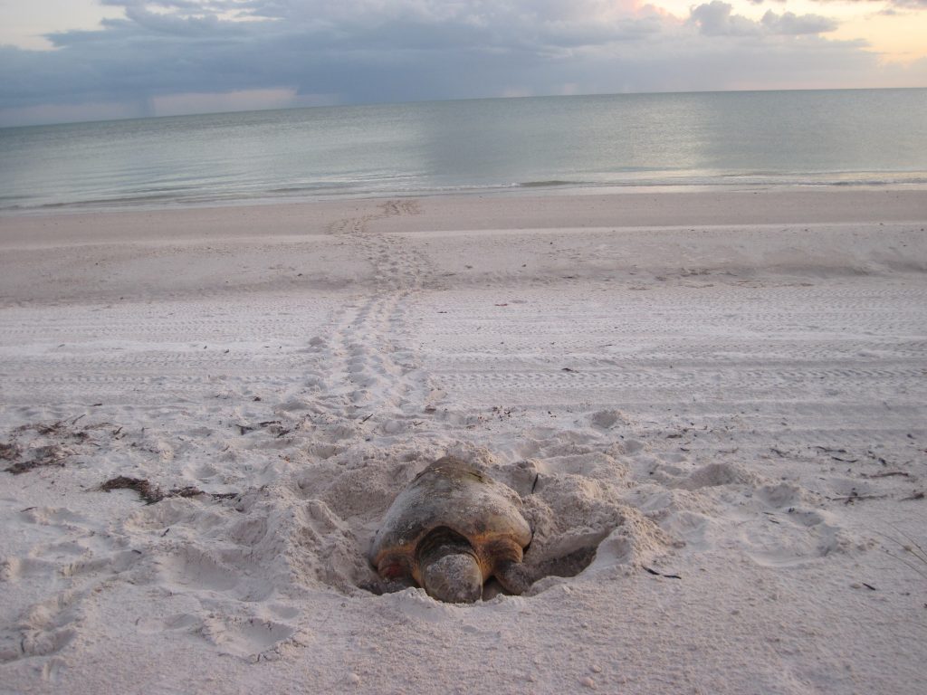 The ocean + a blind turtle + some driftwood = lucky to be human ...