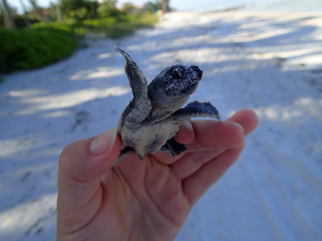 Studying Sea Turtles: The Blood, The Sweat, The Tears and More – oceanbites