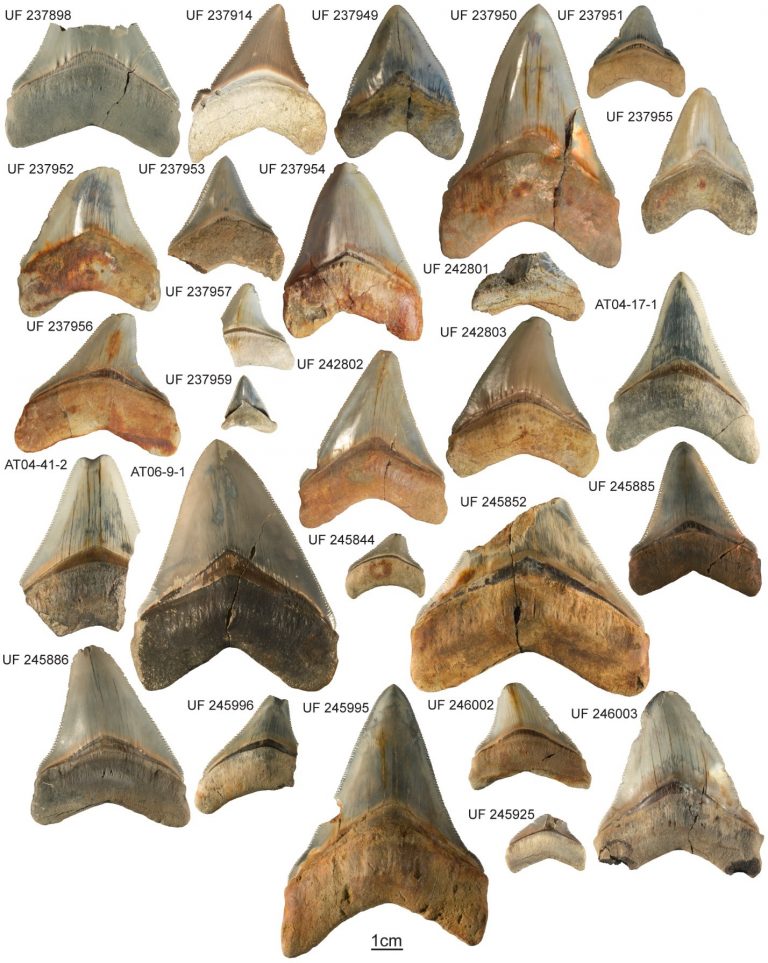 The Great Migration: Blacktip Sharks – oceanbites