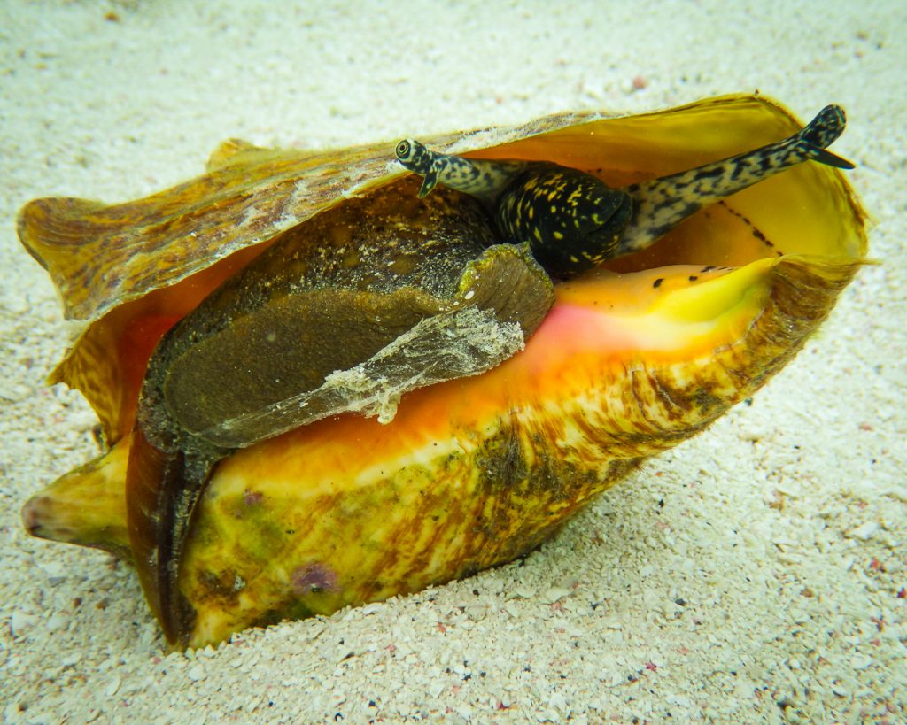 The Slow Burn: Slower Metabolisms May Help Mollusks Avoid Extinction ...