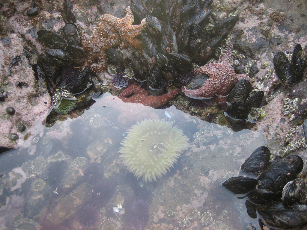 Beyond cannibalism, can tide pools help explain the universe? – oceanbites