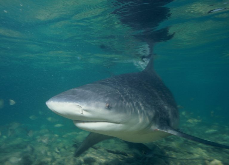 Shark Intelligence: Who needs a degree when you’re schoolin’ life ...
