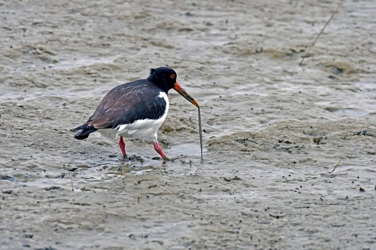 Digging Deep: Burrowing Animals are Just One Element of a Healthy ...