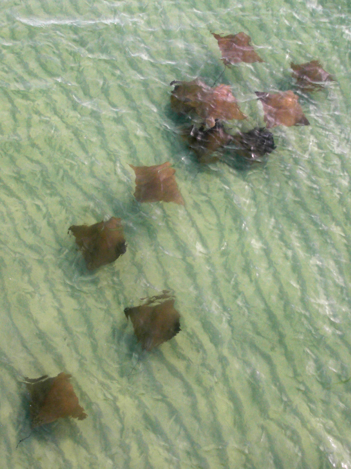 Tracking the Bay’s Rays: Cownose ray migration along the Atlantic coast ...