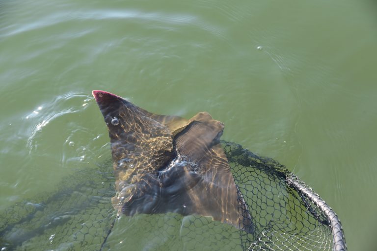 Tracking the Bay’s Rays: Cownose ray migration along the Atlantic coast ...