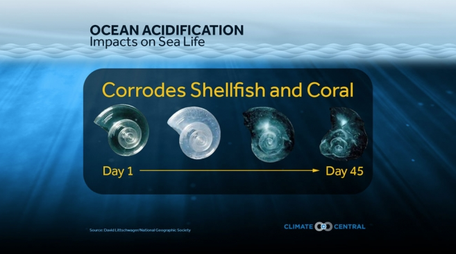 A Balancing Act for the US Atlantic scallop: Ocean Acidification and ...