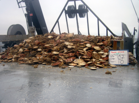 A Balancing Act for the US Atlantic scallop: Ocean Acidification and ...