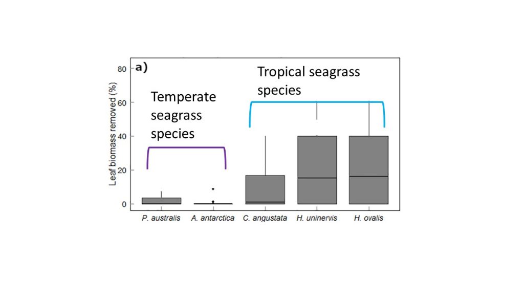 How does salinity impact fish grazing in seagrass meadows? – oceanbites