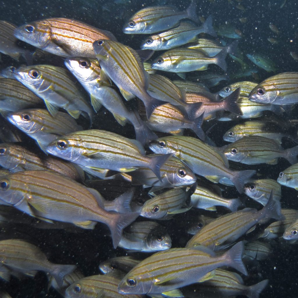 How does salinity impact fish grazing in seagrass meadows? – oceanbites