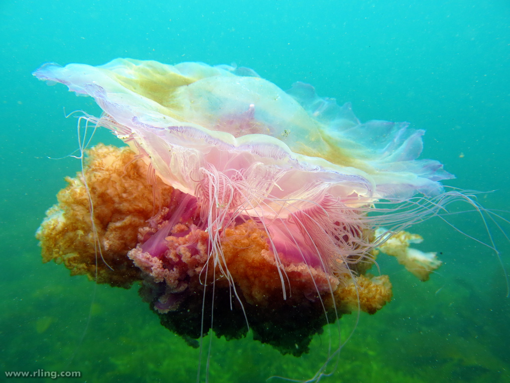 Are you jelly? Citizen scientists find jellyfish to help sea turtles ...